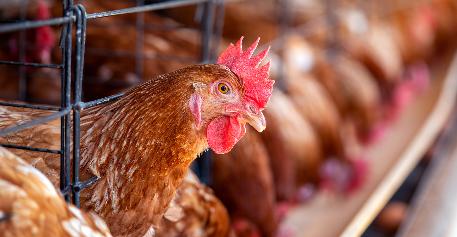 Isimbi Farm Ltd – Quality Poultry & Chicken Services in Rwanda